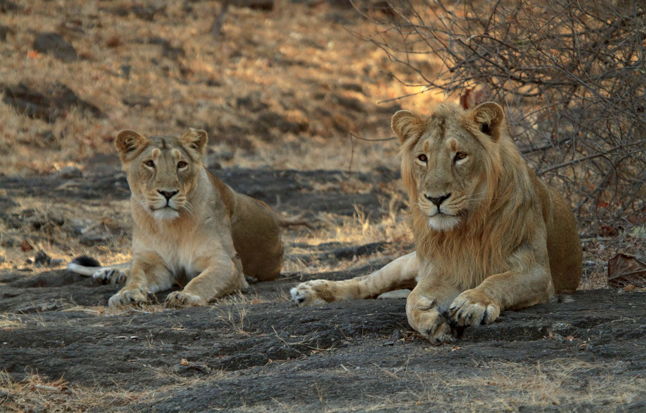 DIE JUWELEN DES DEKKAN ab/bis Mumbai 8 Tage/7 Nächte
